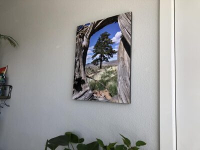 Latest News: I Finally Did It - Naturally Framed Tree Photo | Camilla ...